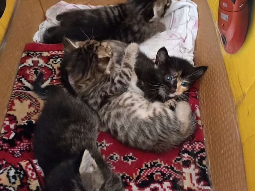 Котята