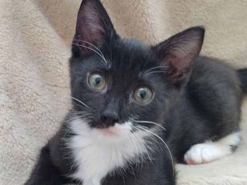 Котёнок