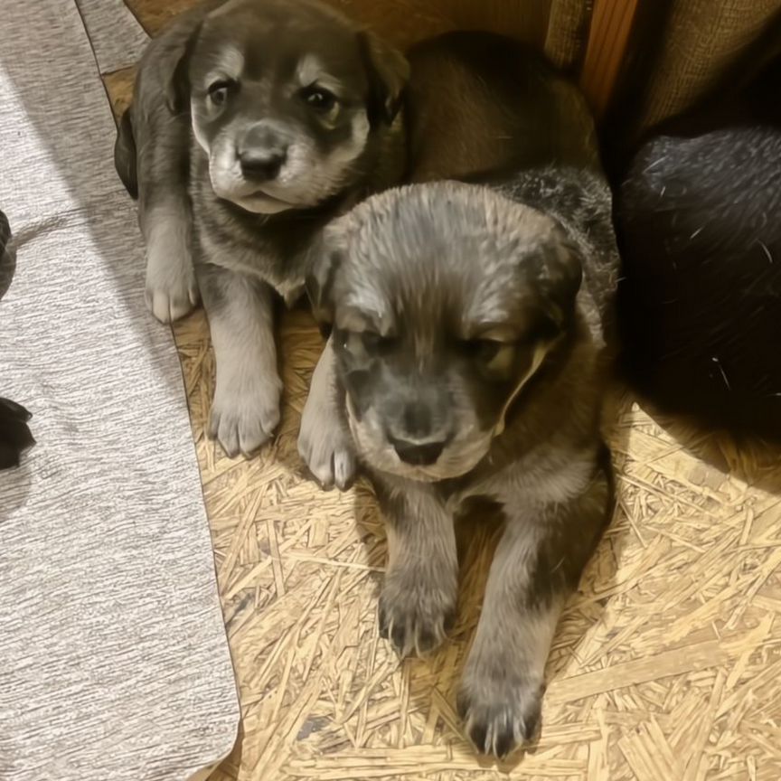 Лабрадор-ретривер, щенок