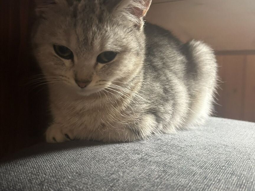 Шотландская кошка