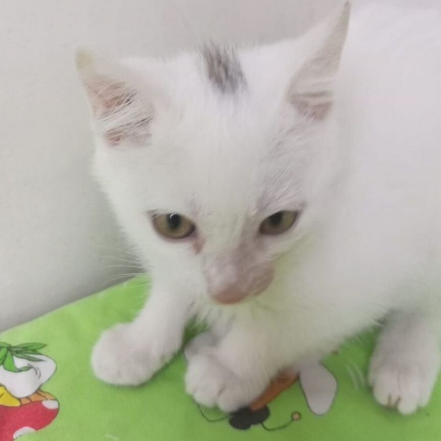 Котенок кошечка