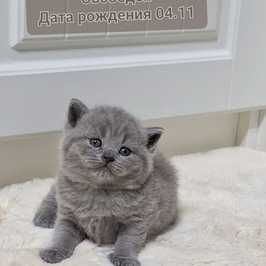 Британский котик