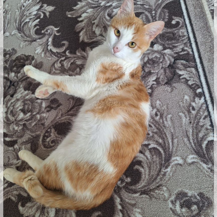 Кот