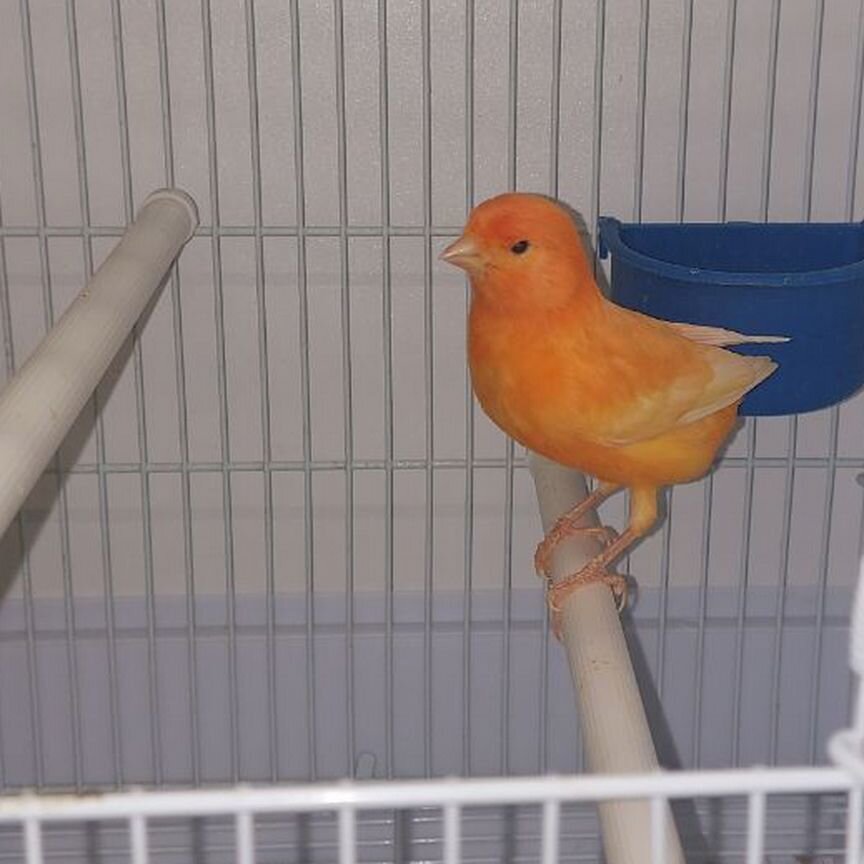 Кенара и канарейки