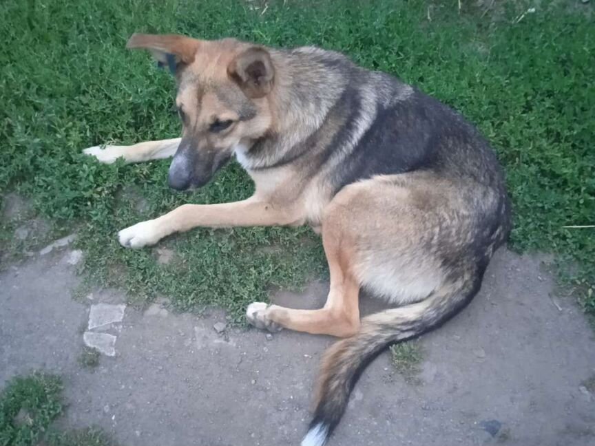 Полуовчарка