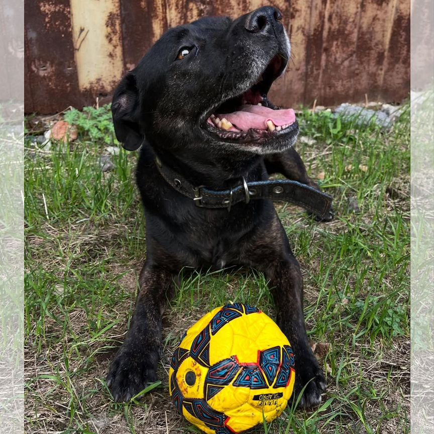 Взрослый пёс в добрые руки