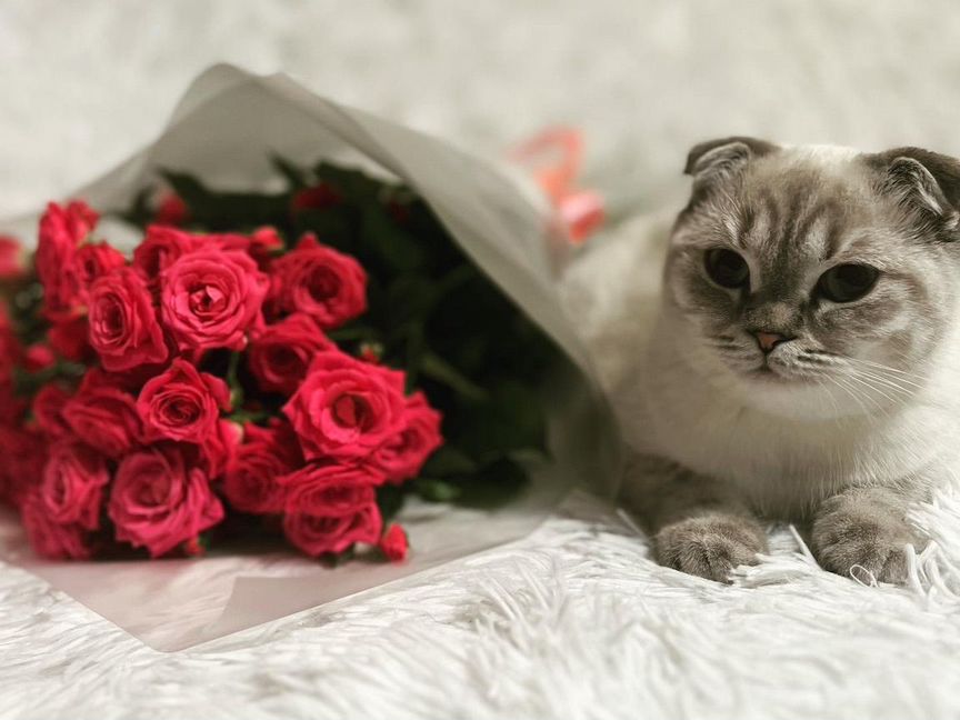 Шотландская кошка вязка