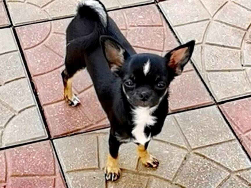 Чихуа девочка 6,5 мес