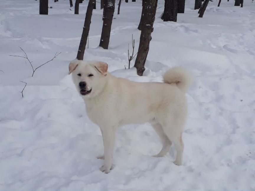 Собака в добрые руки