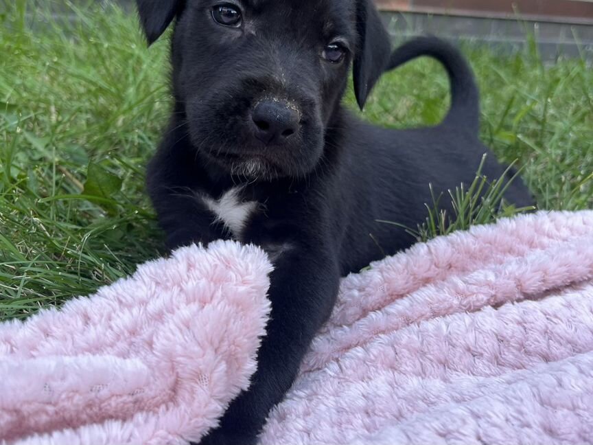 Щенки спаниеля