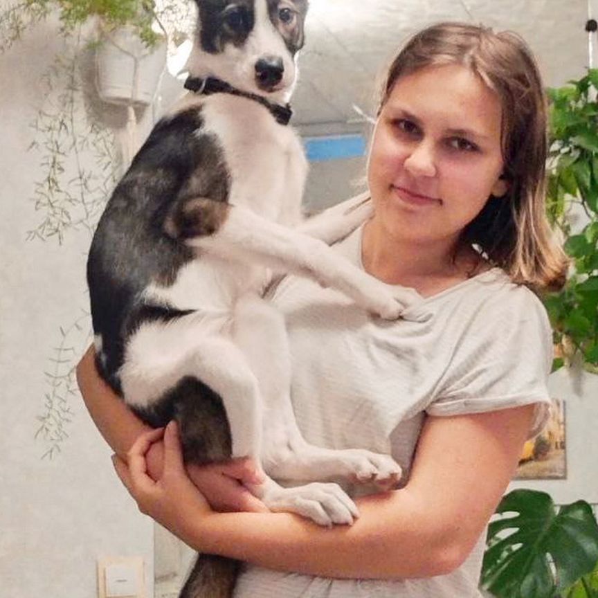 Красавчик Йоко хочет обрести семью, собака в дар