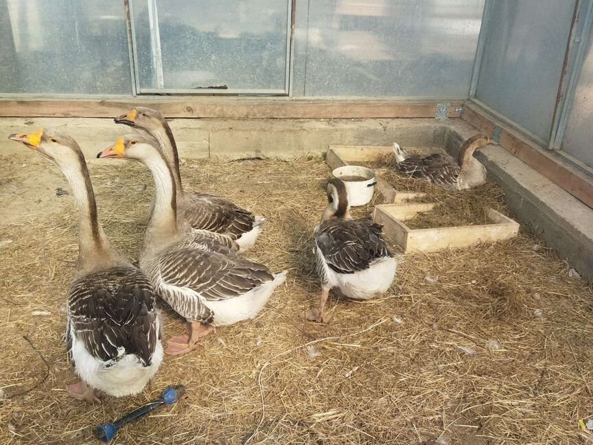 Гуси домашние