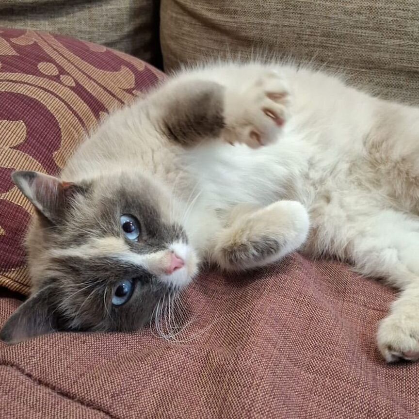 Тайская кошка, взрослая