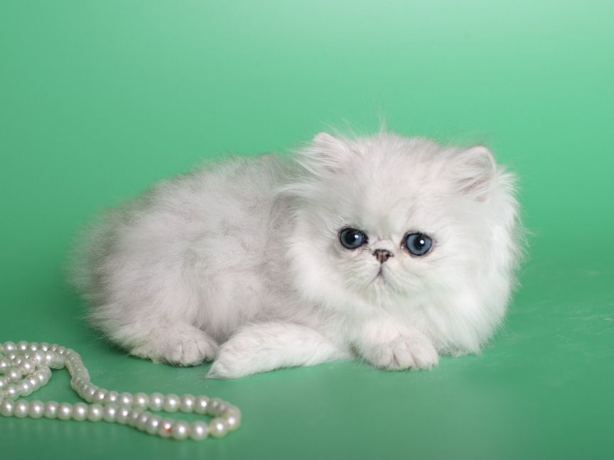 Персидская шиншилла