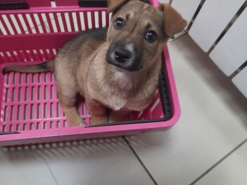 Собака