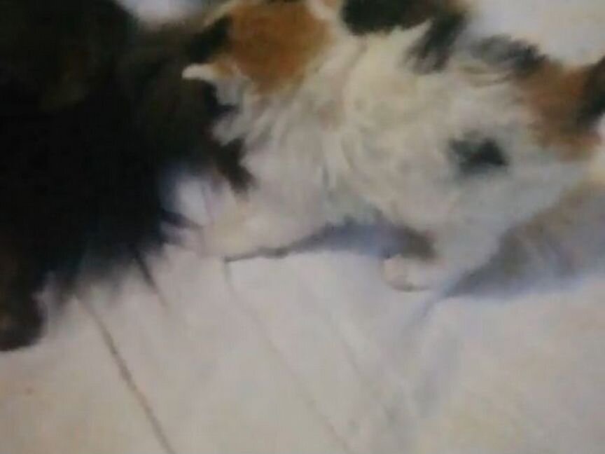 Котятки 1 мес