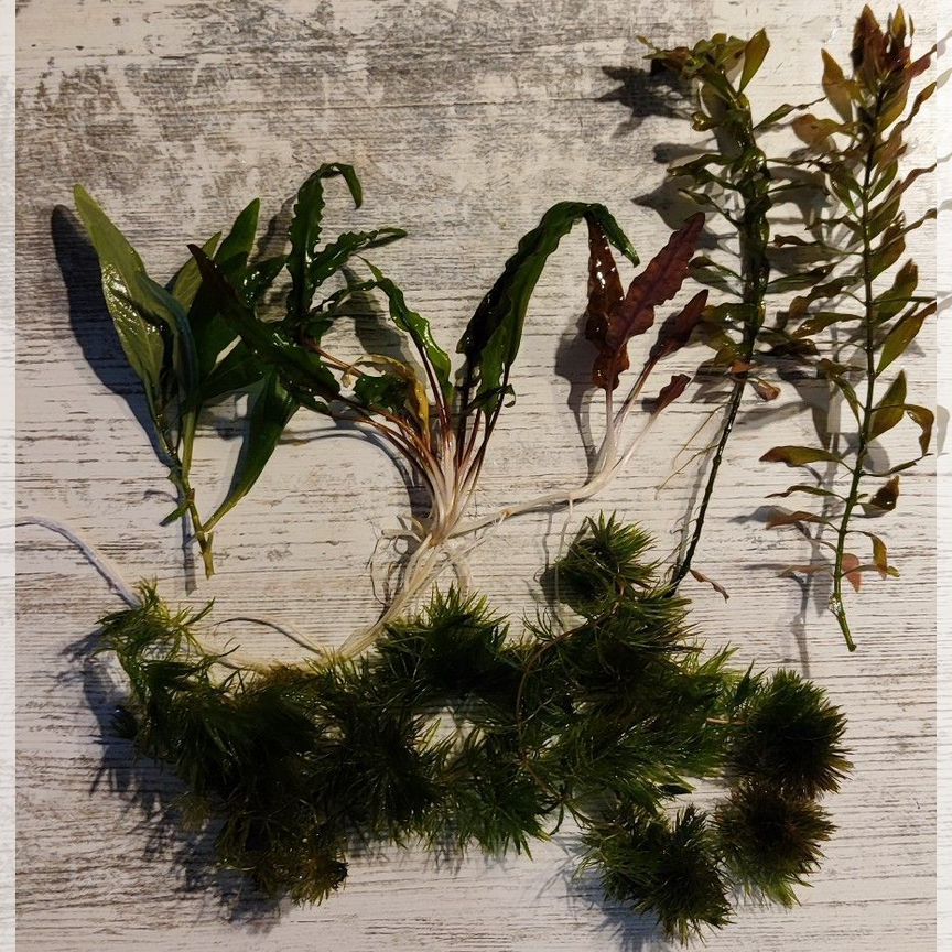 Аквариумные растения