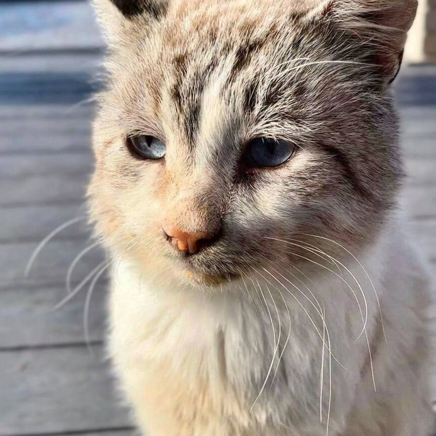 Грустик ищет дом