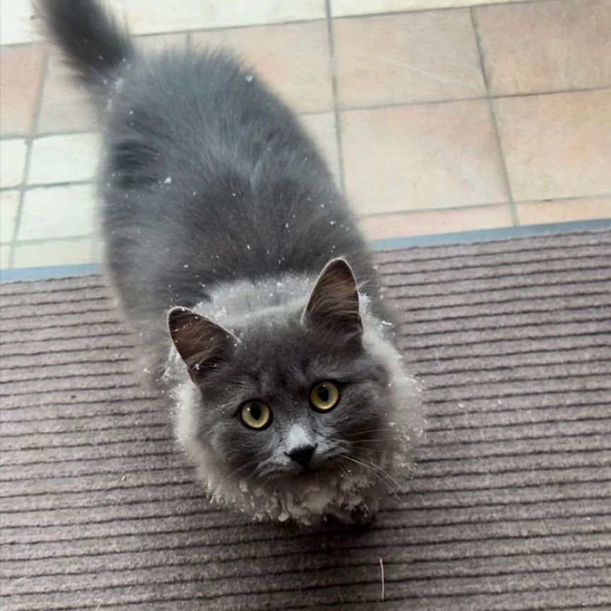 Котята коты в добрые руки бесплатно