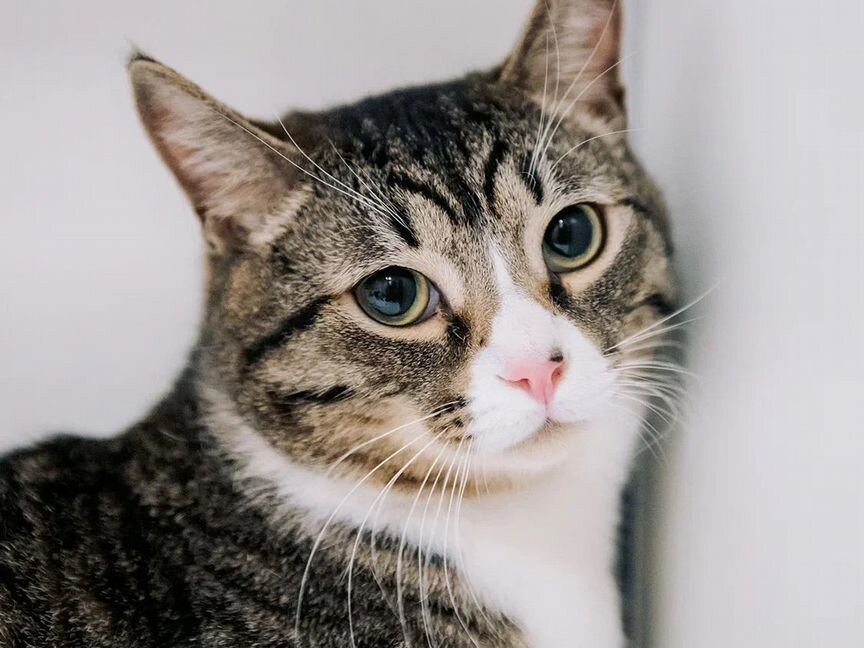 Котик Рон из приюта бесплатно в добрые руки