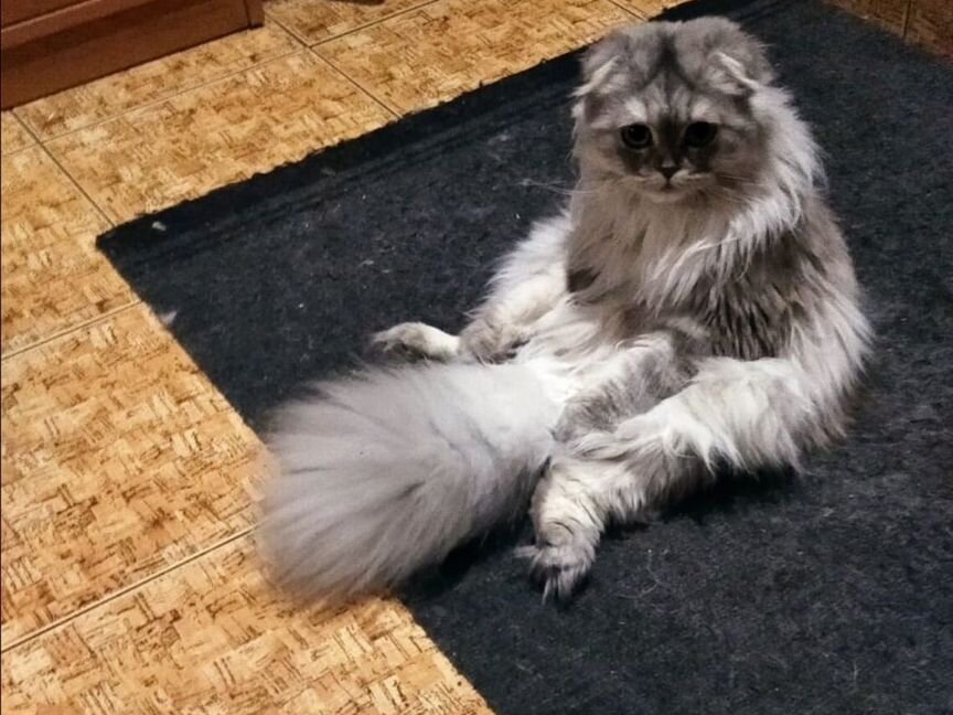 Шотландская вислоухая кошка