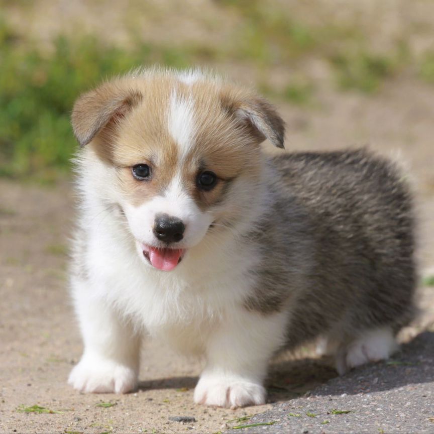 Маленький красавчик пемброк