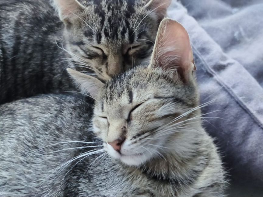 Кошки неразлучники