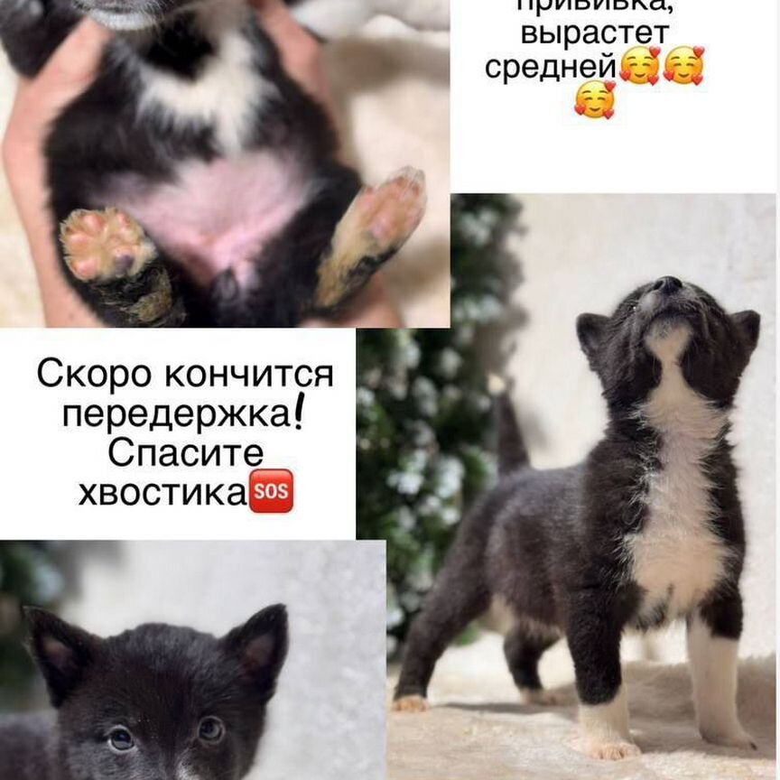 Щенок в добрые руки