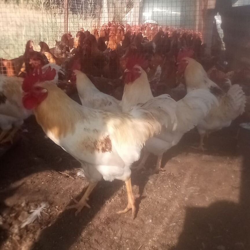 Продам курей