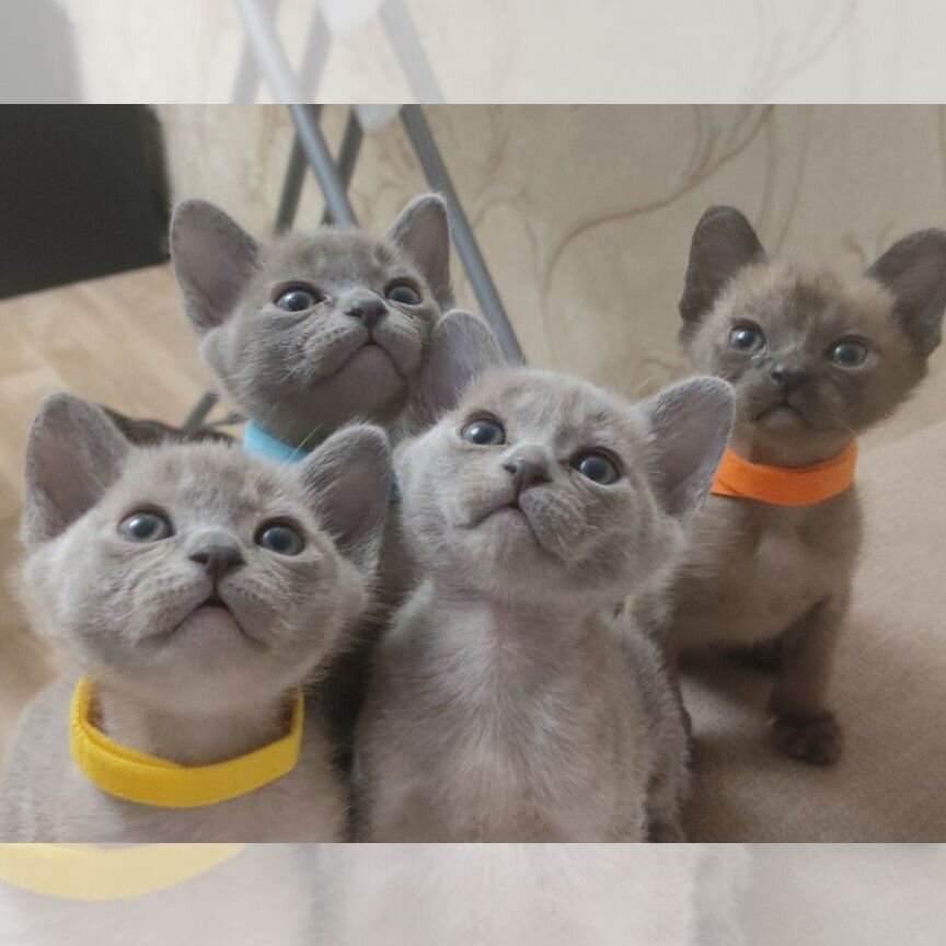 Американский бурманский котёнок