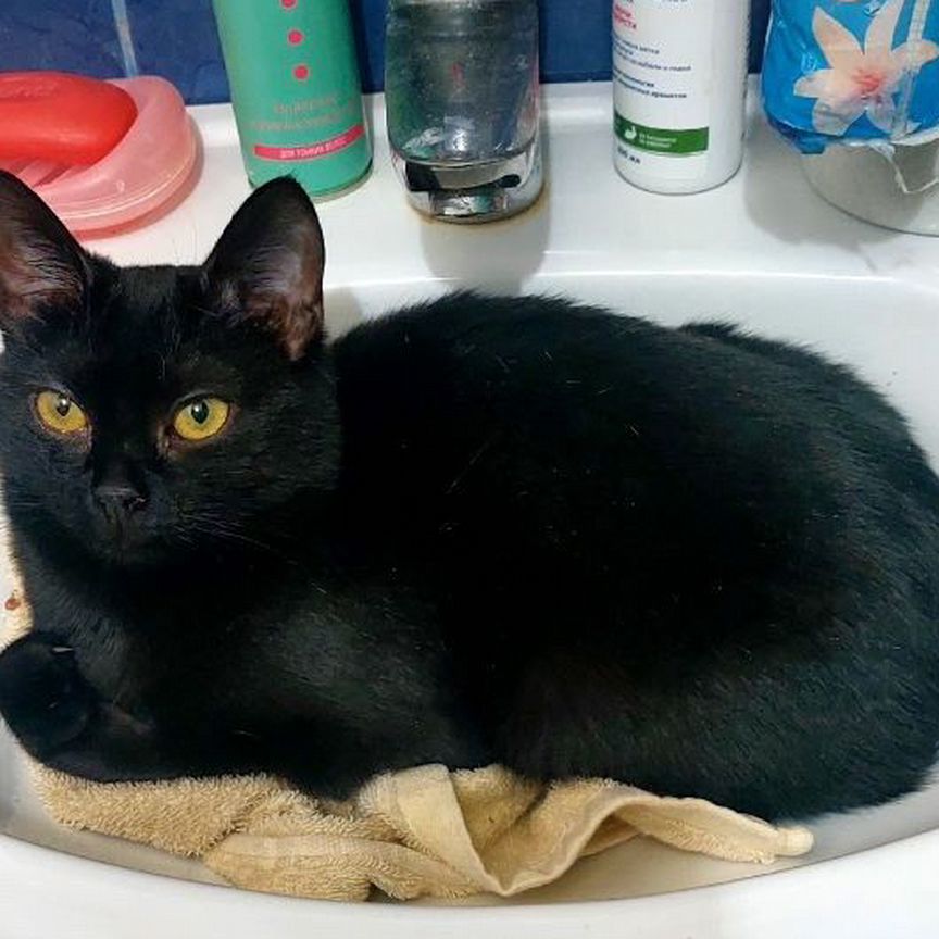 Взрослая, кошка в добрые руки