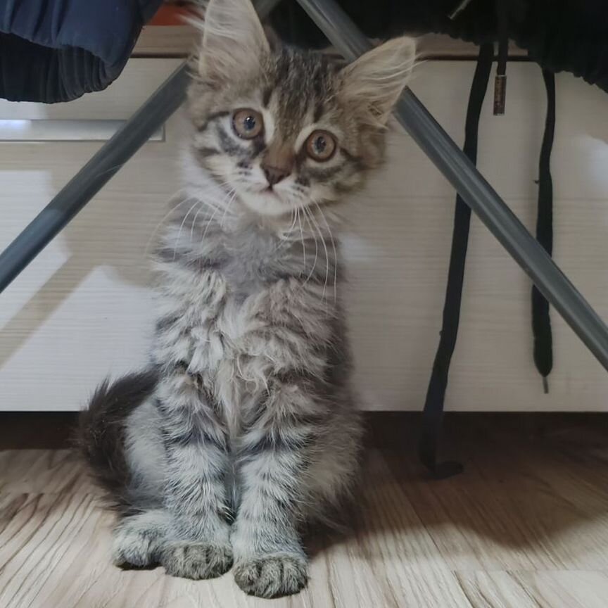 Котики маленькие бесплатно
