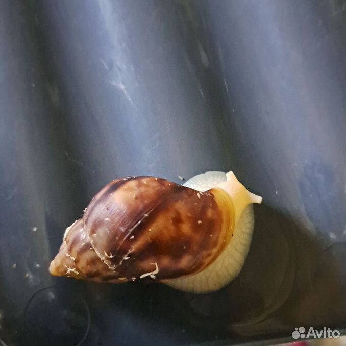 Улитки ахатины бесплатно