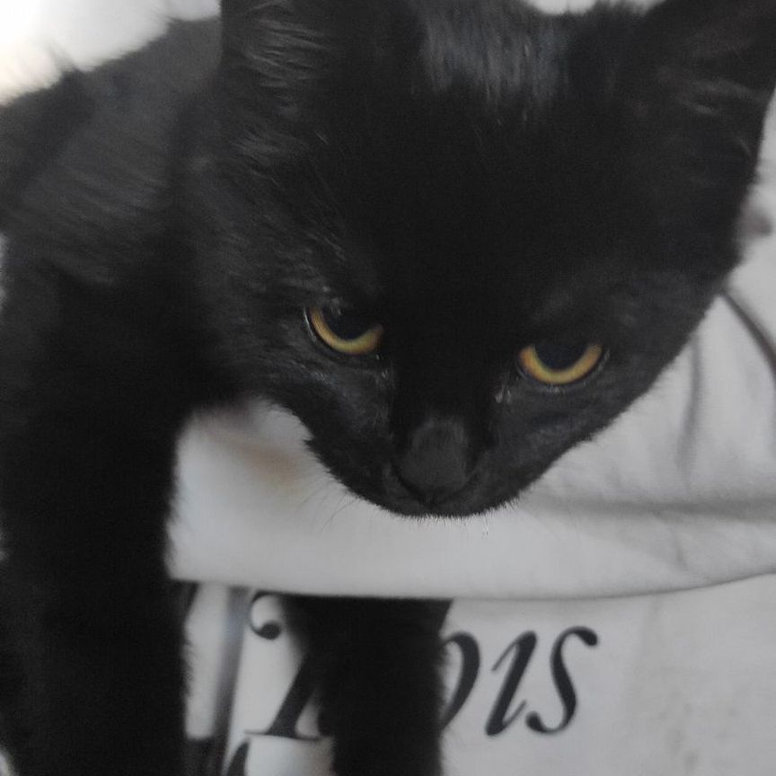 Отдам кошечку в добрые руки