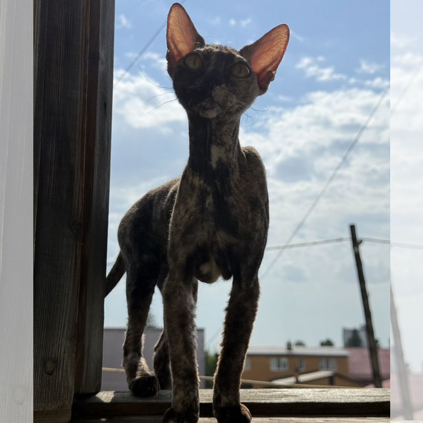 Канадский сфинкс, кошка вязка