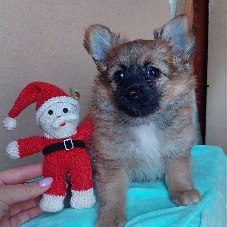 Тойшпицуля