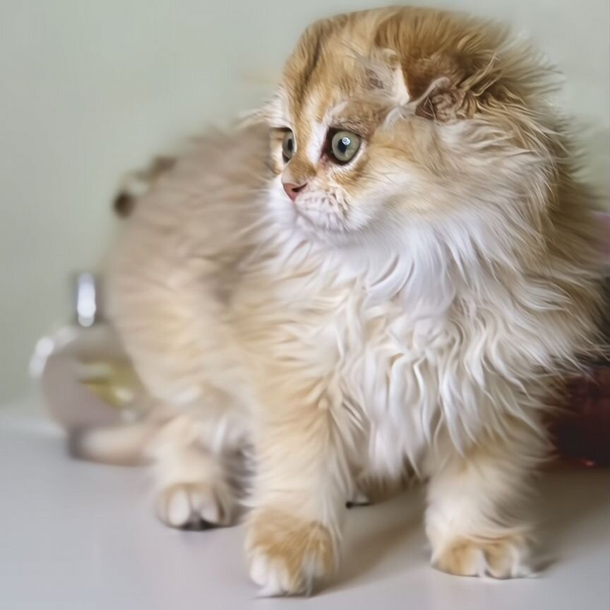 Шотландский вислоухий котенок