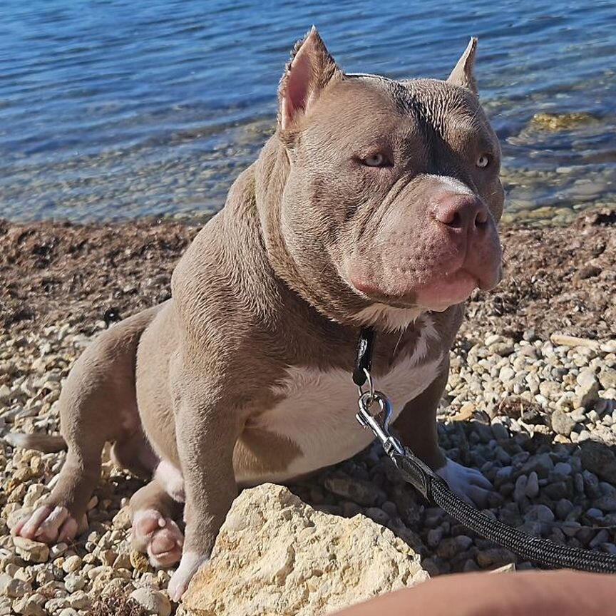 Собака для фотосесии /видео/мероприятий