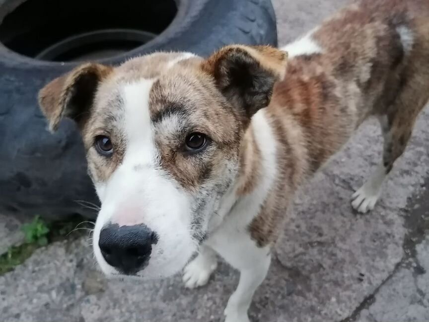 Смесь алабай