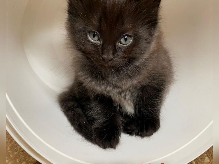 Кошки в добрые руки