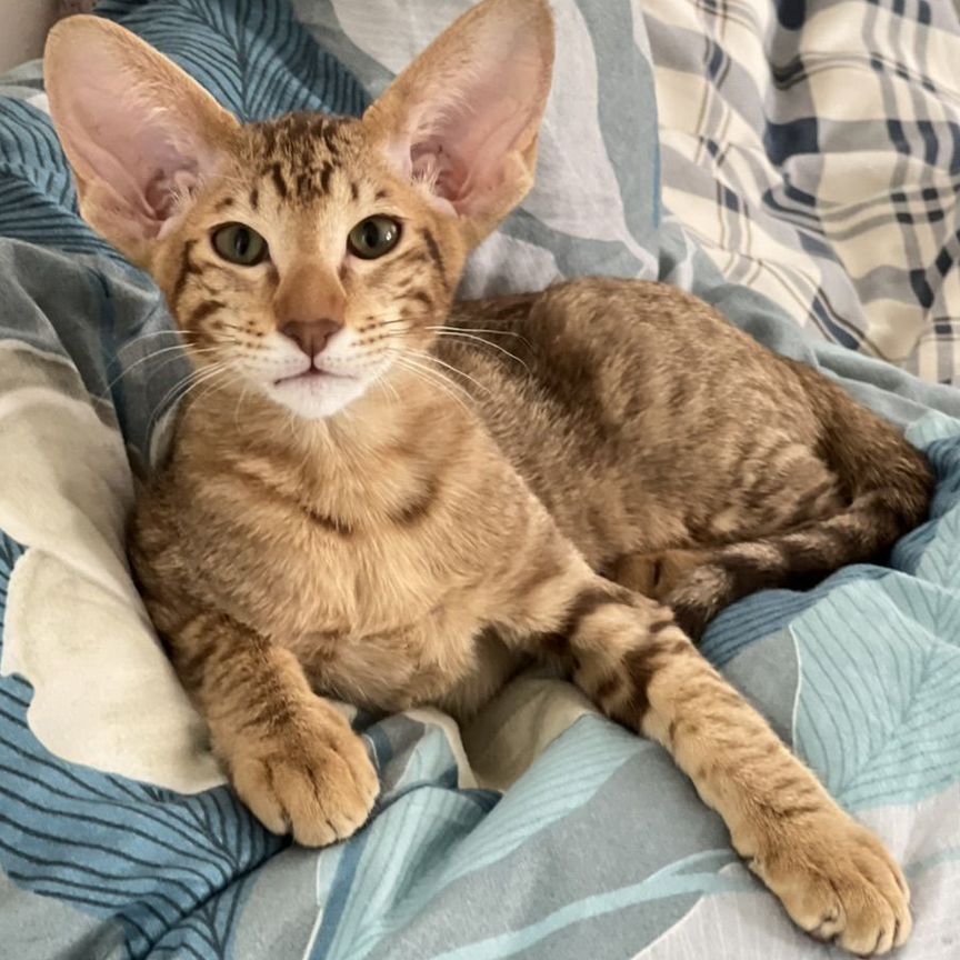 Ориентальный котёнок