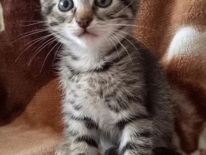 Котик Маркиз 2 мес, лоток знает