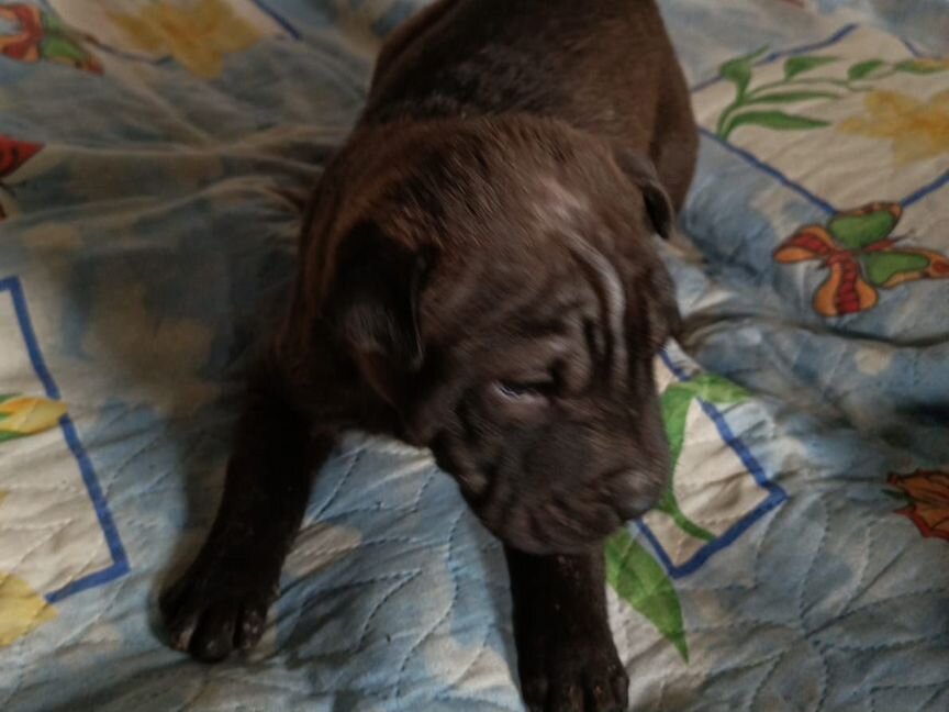 Щенки шарпей Р