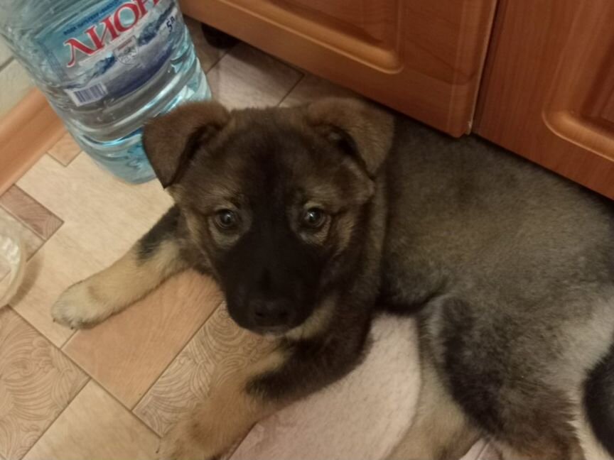 Собака лайка