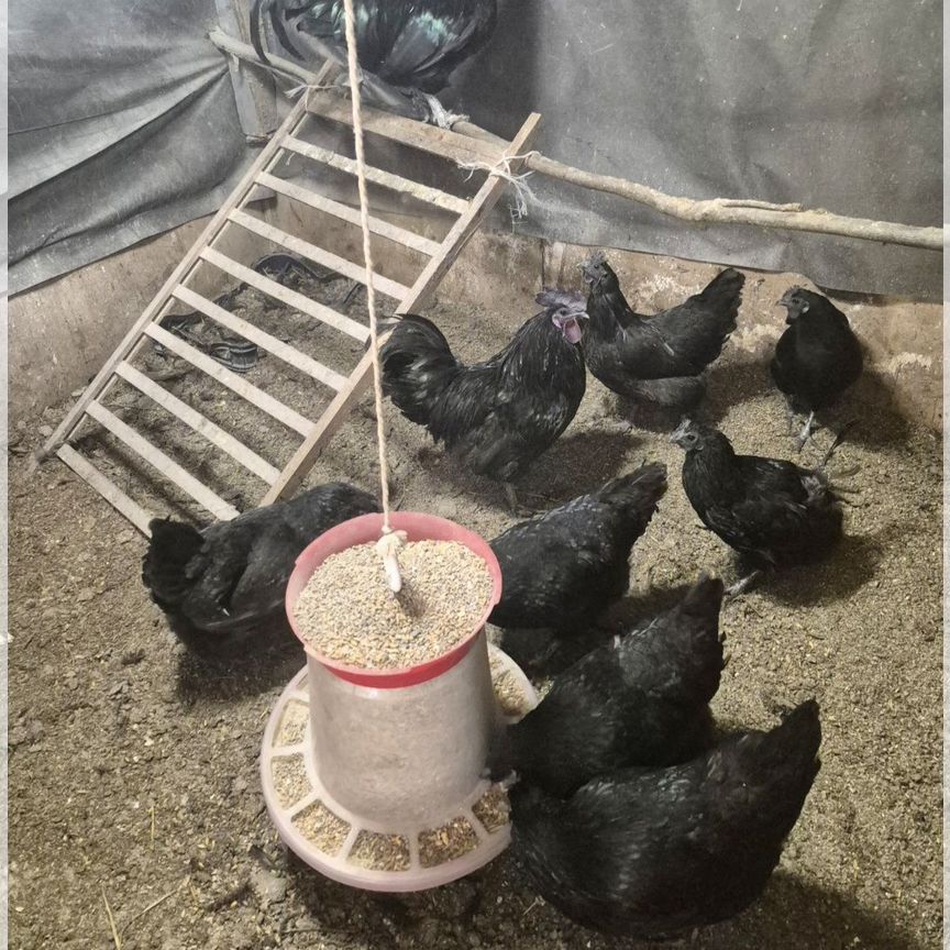 Ухейилюй