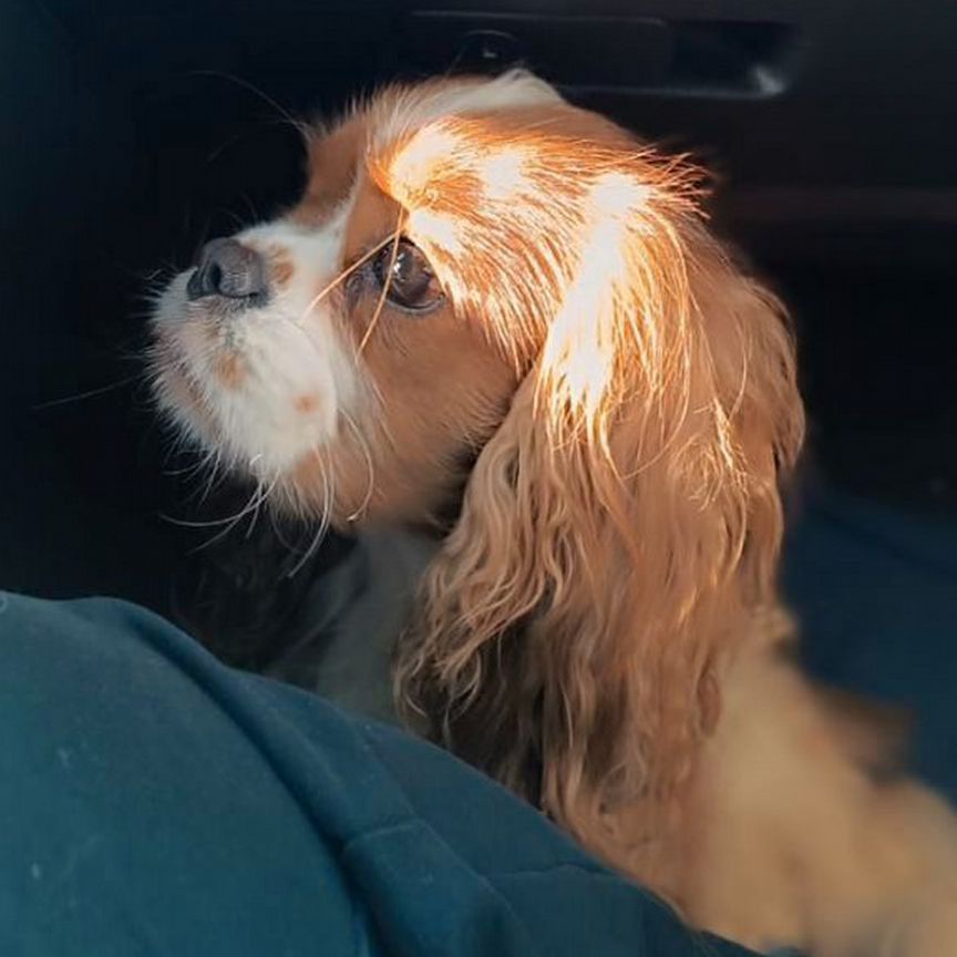 Кавалер кинг чарльз спаниель 2 года