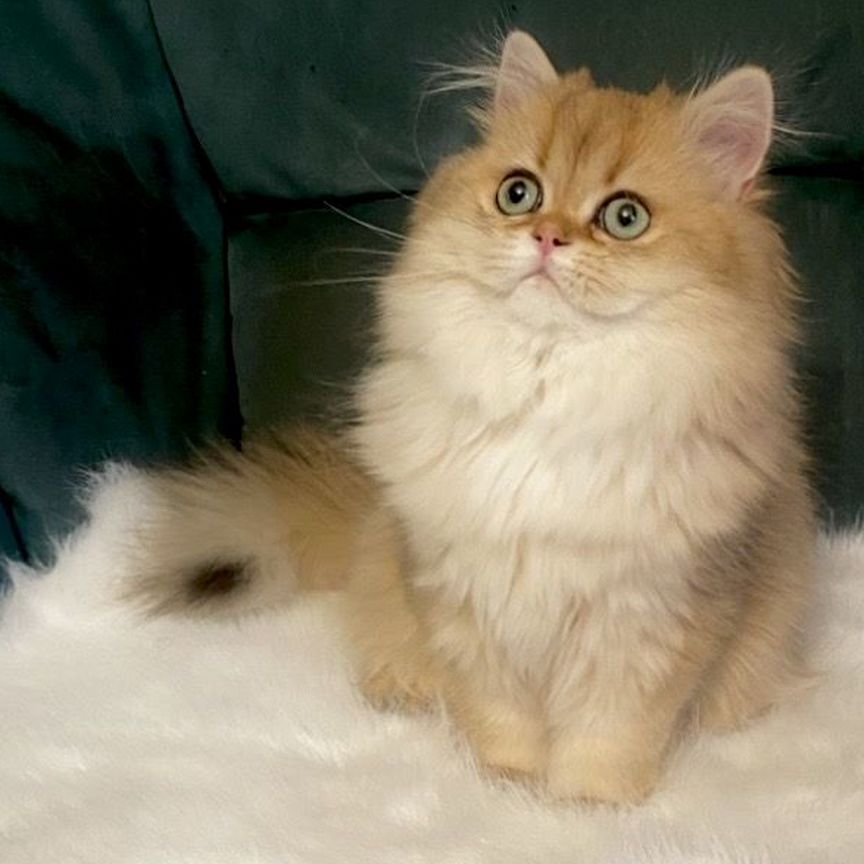 Британский длинношёрстный котёнок