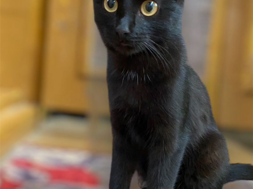 Отдам котят в добрые руки 1месяц и 7месяцев