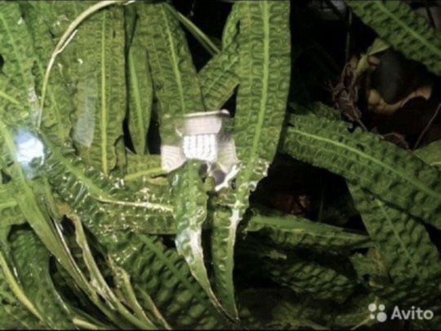 Аквариумные растения