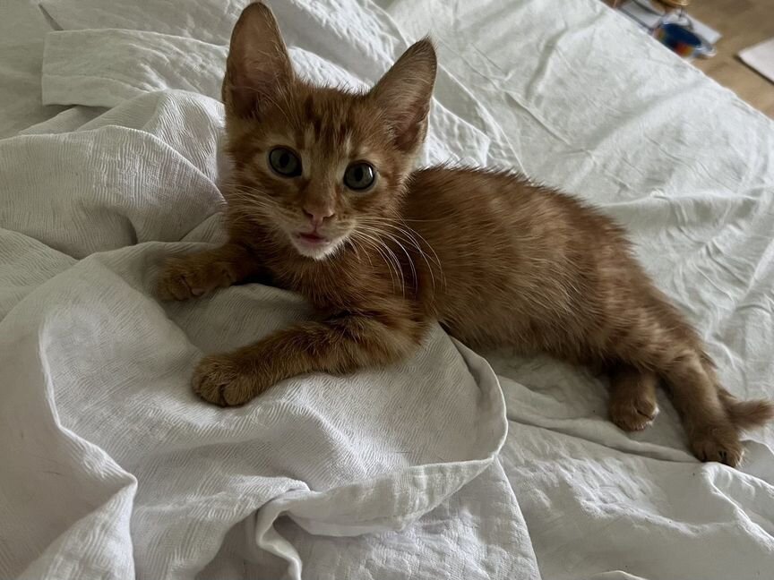 Рыжий котенок в добрые руки бесплатно